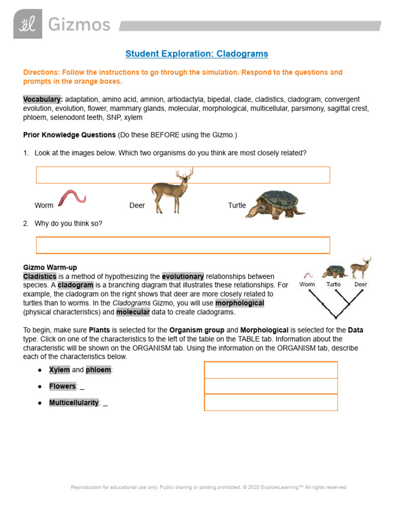 Nathan Borenius - CH 19 Cladograms Gizmo | PDF | Organisms | Single ...