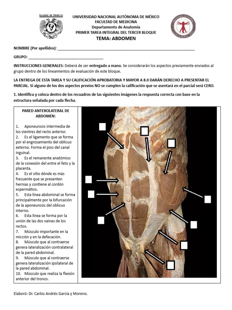 Primer Tarea Integral Del Tercer Bloque. ABDOMEN | PDF | Estómago | Abdomen