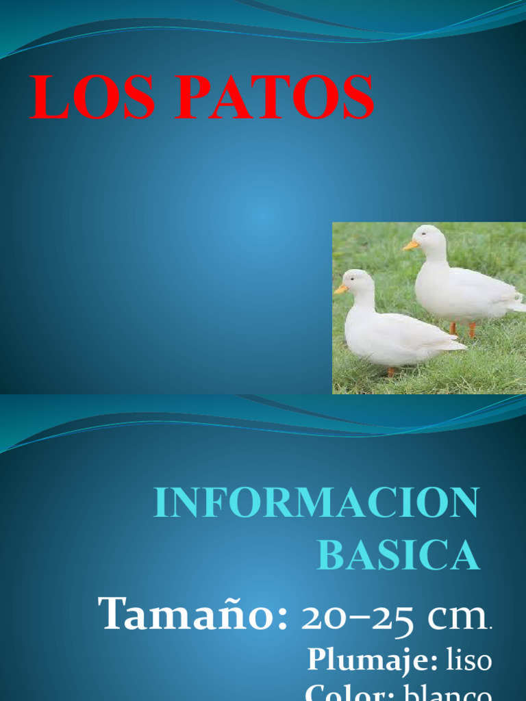 Los Patos | PDF