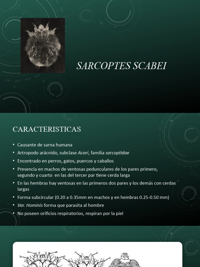 Sarcoptes Scabei | PDF | Ciencias de la Salud | Medicina CLINICA