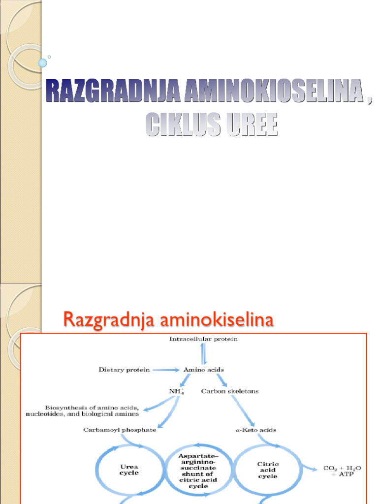 Razgradnja Aminokiselina. Ciklus Uree. (Sertić J.) | PDF