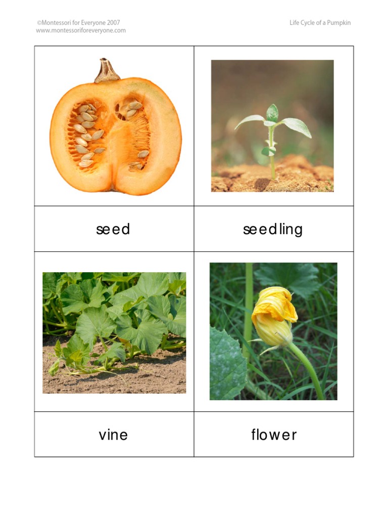 Life Cycle of A Pumpkin | PDF