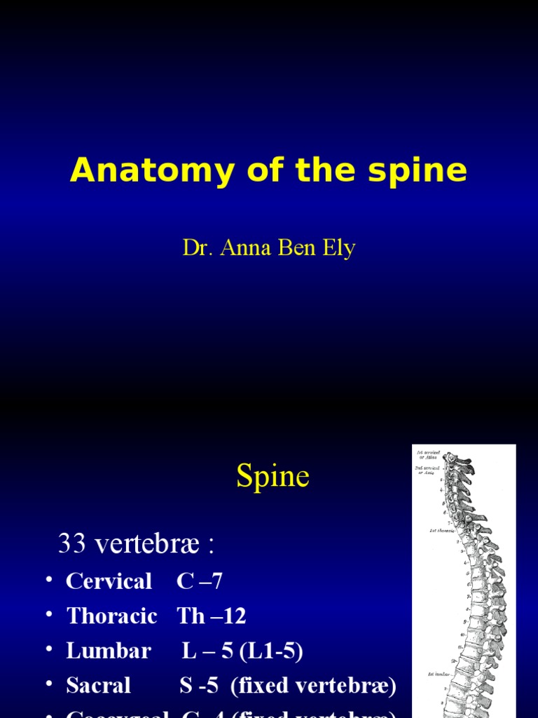 Anatomy of Spine | PDF