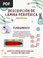 Reporte de Extendido de Sangre Periférica | PDF | Plaqueta | Leucocito