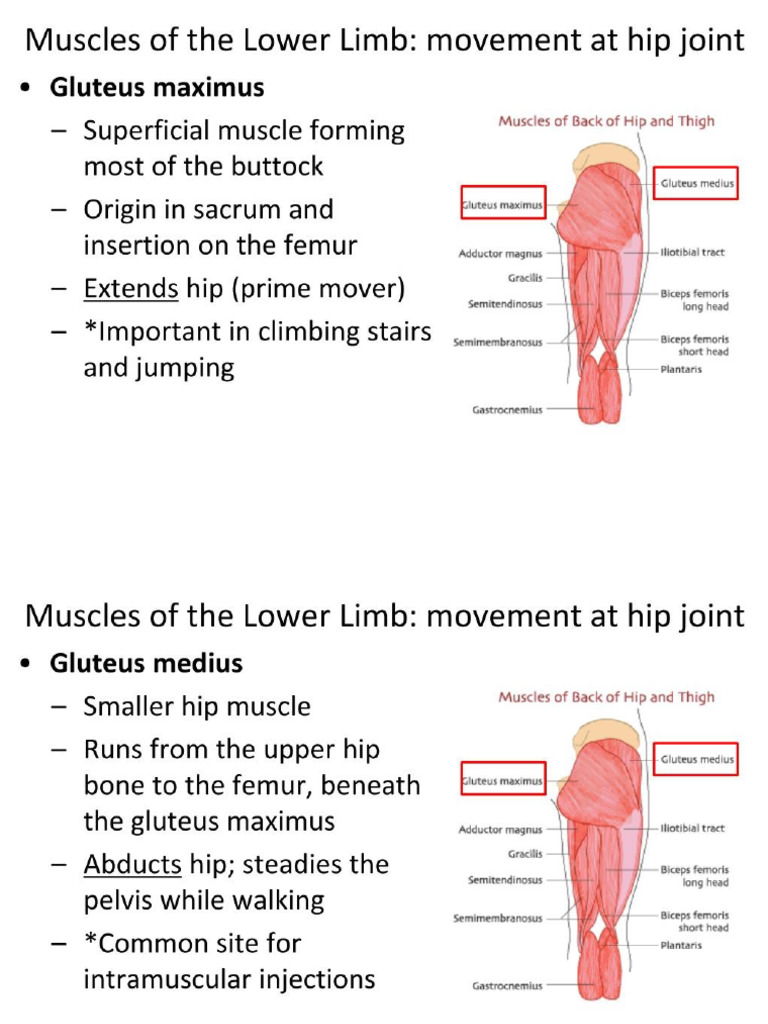 Muscles of Lower Limb | PDF