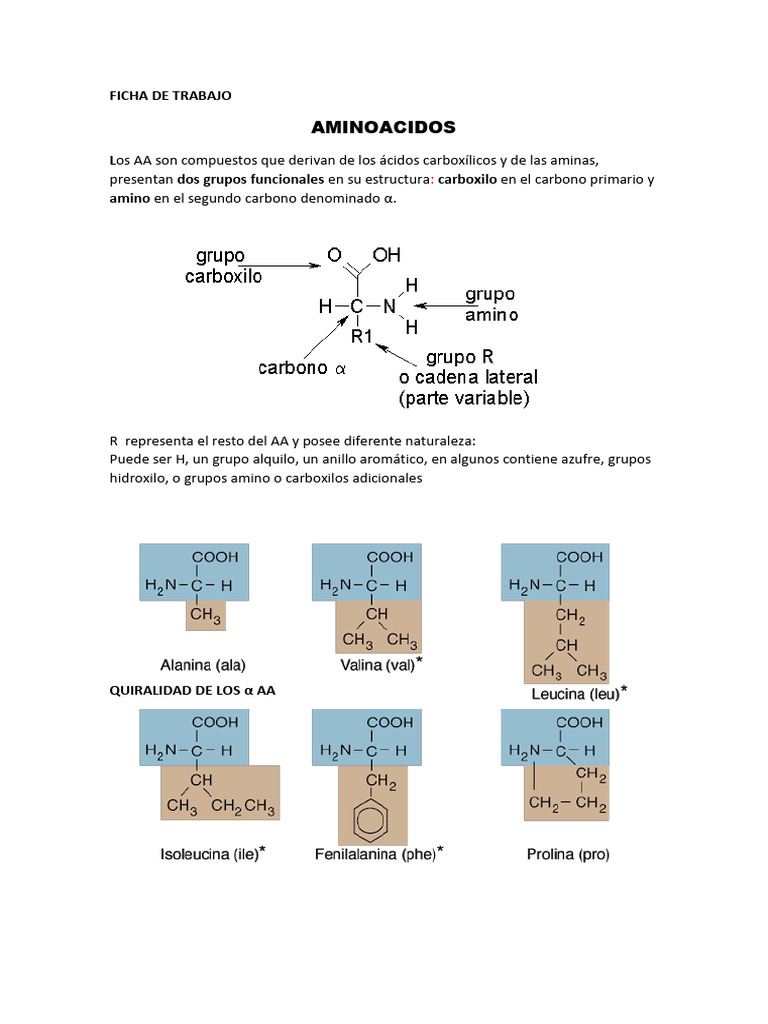 FICHA DE TRABAJO TEMA Amino Cidos PDF 1 | PDF | Aminoácidos | Química