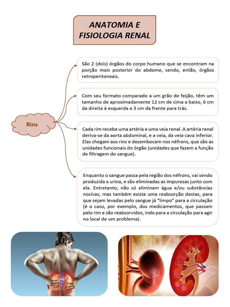 Anatomia | PDF | Rim | Anatomia humana
