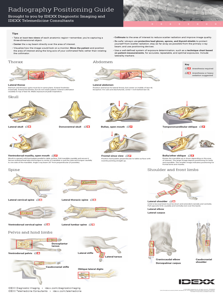 Radiography Positioning Guide | PDF | Anatomical Terms Of Location ...