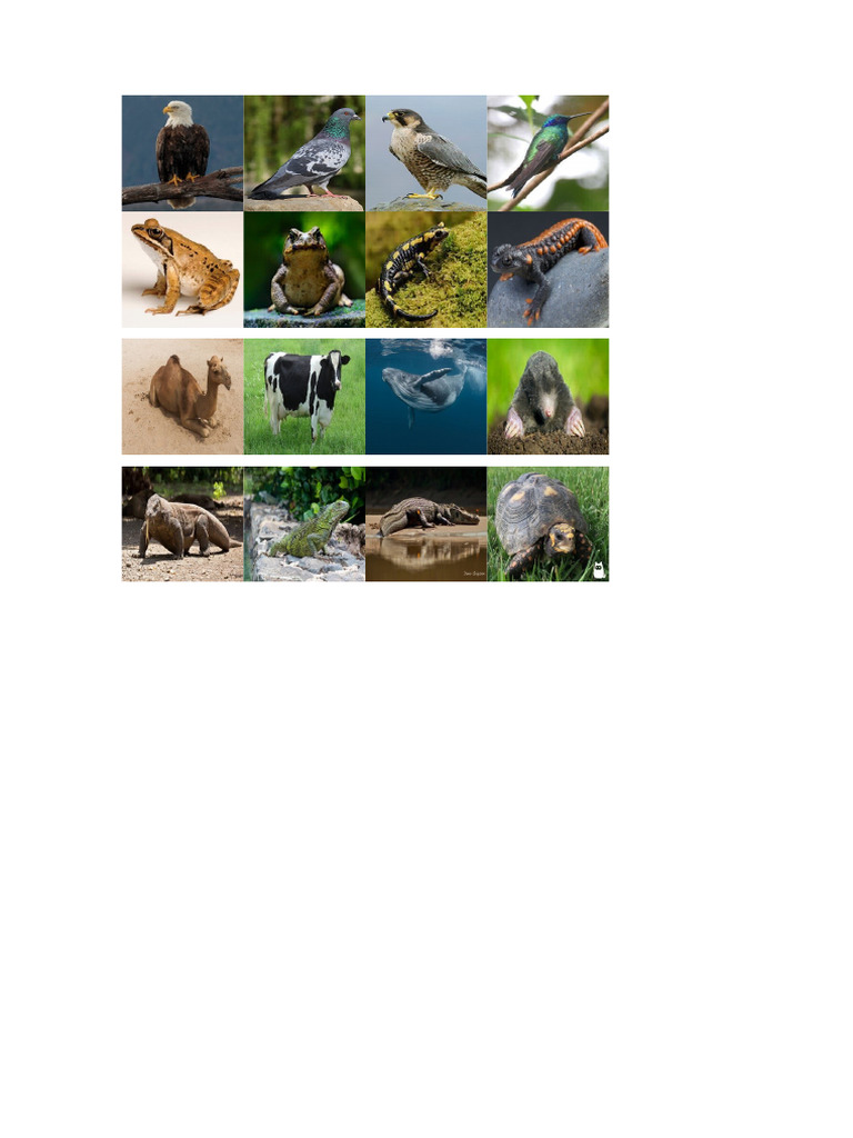 animales | PDF