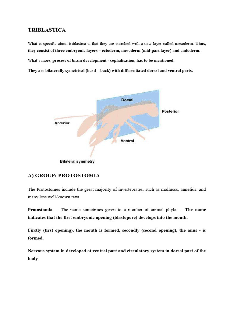 Triblastica: Protostomes Overview | PDF | Mollusca | Anatomy
