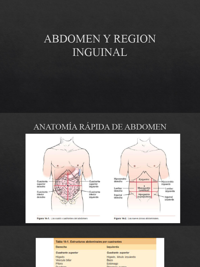 Abdomen y Region Inguinal | PDF | Especialidades Medicas | Anatomía