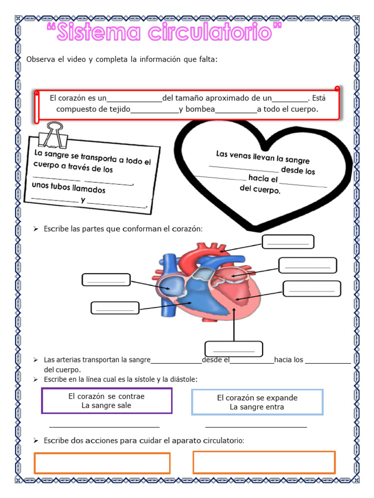 Sistema Circulatorio | PDF | Relaciones personales, crianza y ...
