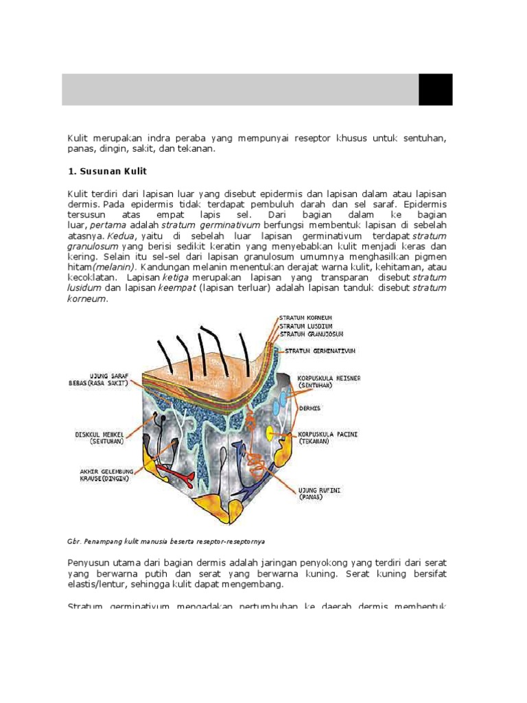 Kulit Merupakan Indra Peraba Yang Mempunyai Reseptor Khusus Untuk ...
