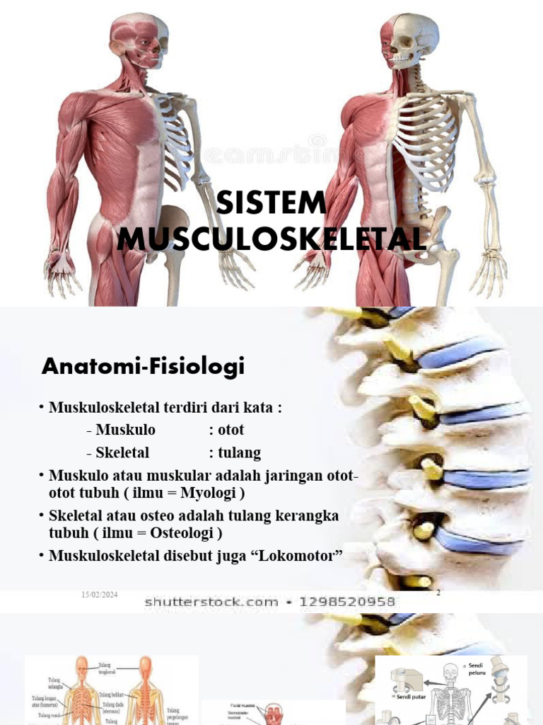 Anatomi dan Fisiologi Sistem Muskuloskeletal | PDF