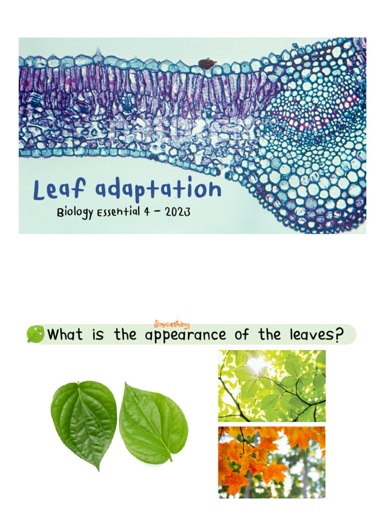 2 Leaf Adaptation M.3 | PDF
