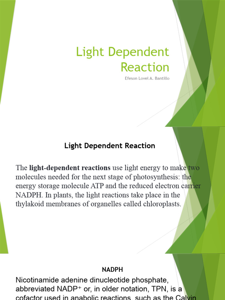 Light Dependent Reaction | PDF | Photosynthesis | Electron Transport Chain