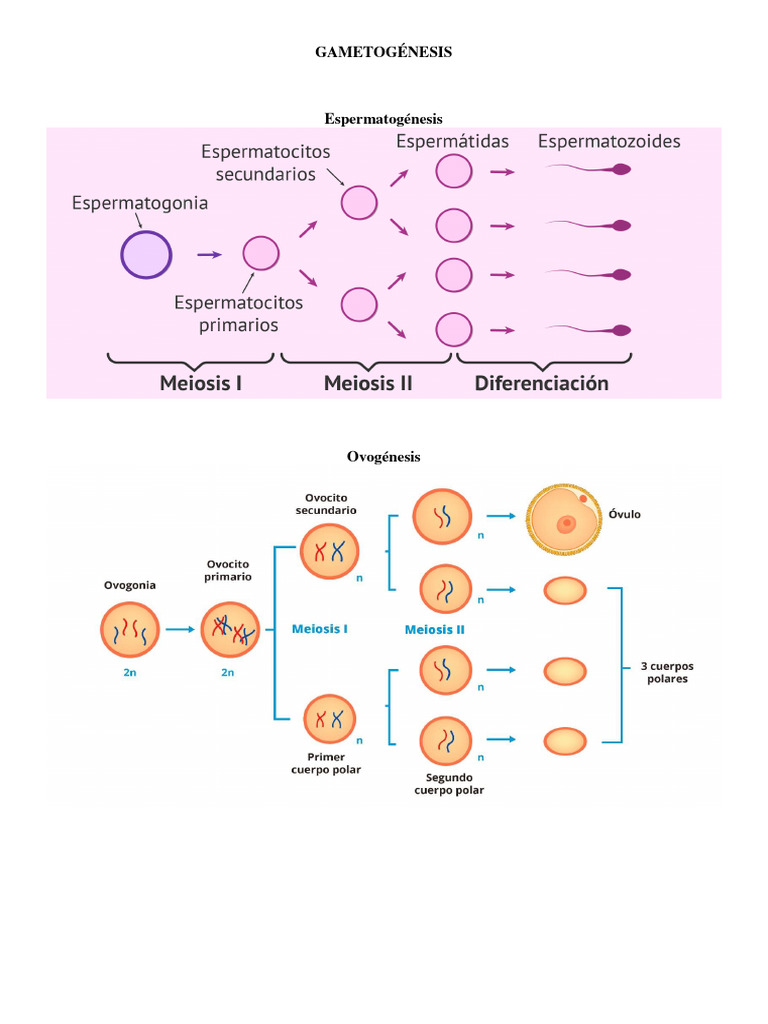 Gametogénesis | PDF