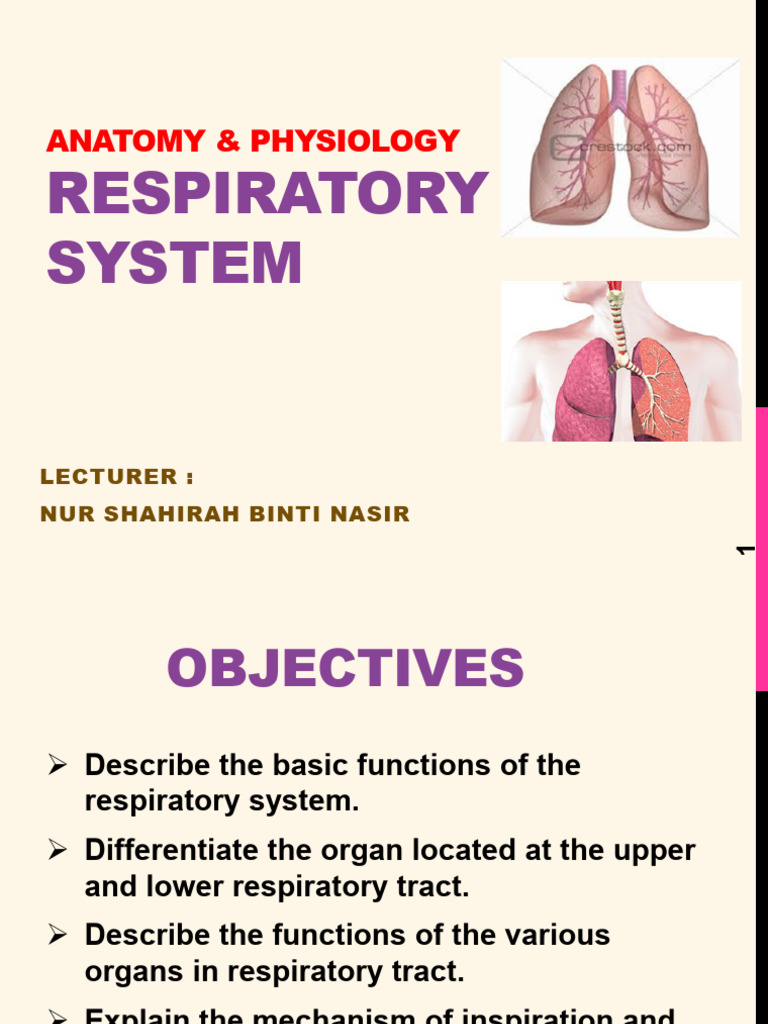 13 - Respiratory System | PDF | Respiratory Tract | Lung