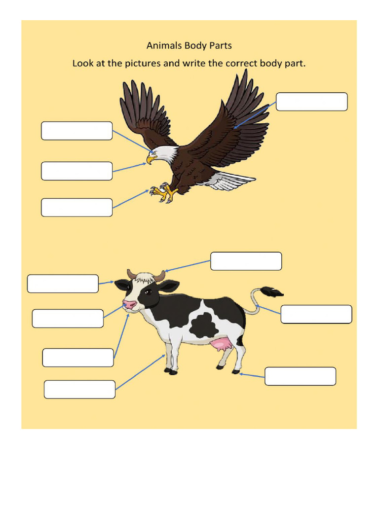 Animal Worksheet For Grade 1 | PDF