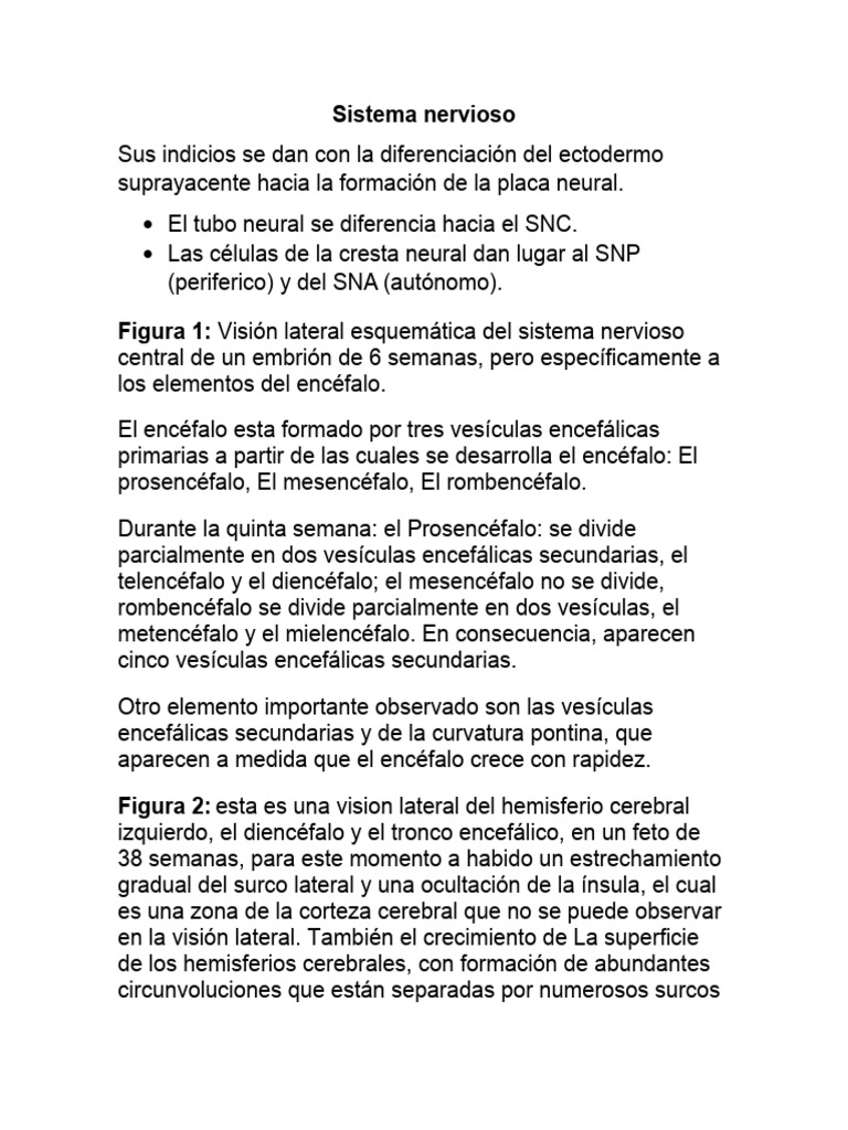 Sistema Nervioso | PDF | Médula espinal | Sistema nervioso