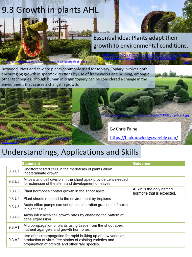 BioK 9.3 Growth in Plants AHL | PDF | Auxin | Plant Hormone