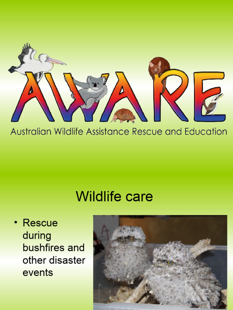 CFA Presentation | PDF