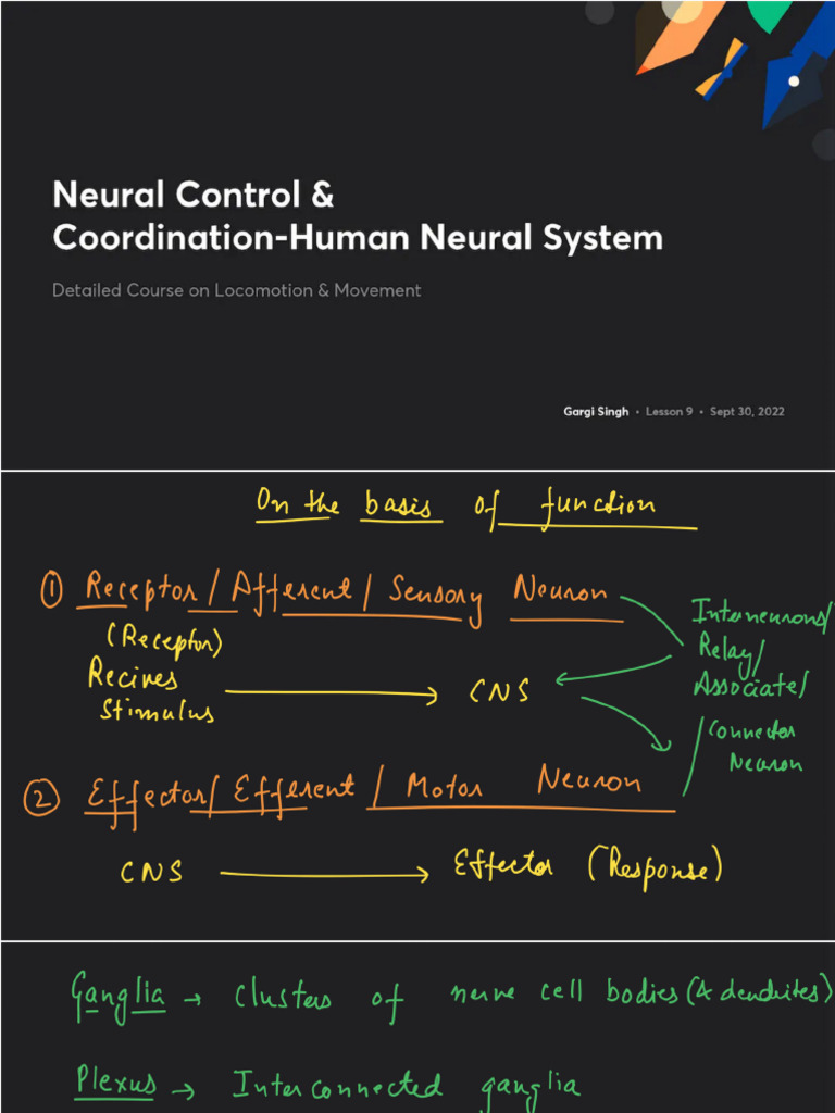Neural Control CoordinationHuman Neural System With Anno | PDF