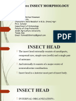 Insect Body Segmentation Guide | PDF | Insects | Arthropodology
