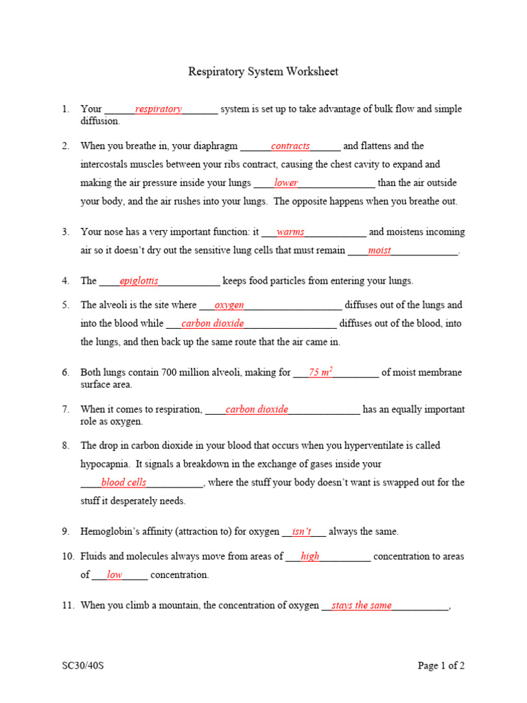 Respiratory System Worksheet Answers | PDF | Lung | Respiratory Tract