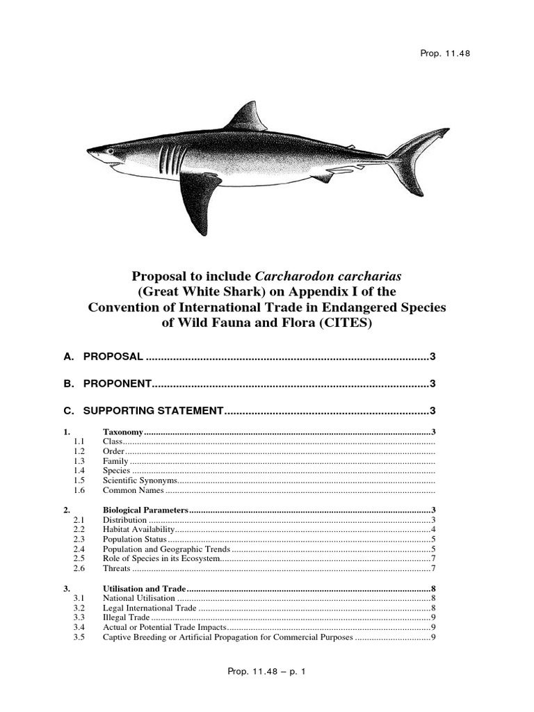 GW-Shark | PDF | Great White Shark | Sharks