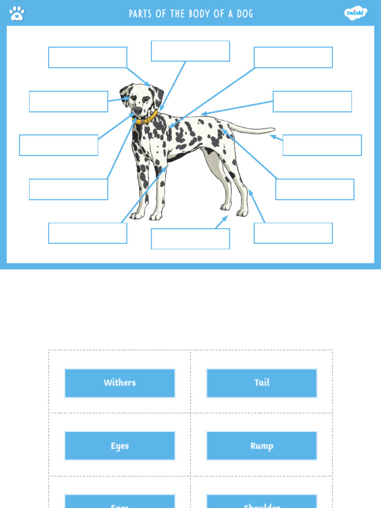 T Pets 1640275596 Parts of The Body of A Dog Labelling Activity - Ver ...