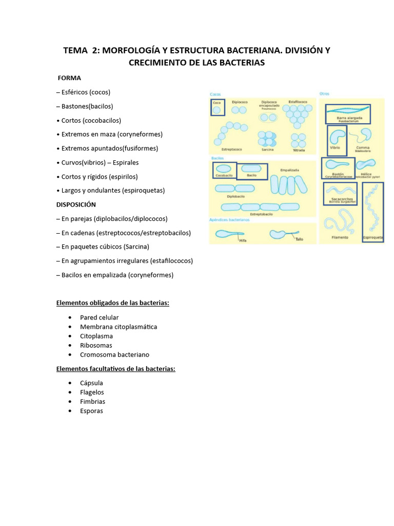 TEMA 2 Micro | PDF | Las bacterias | Bacterias Gram-negativo