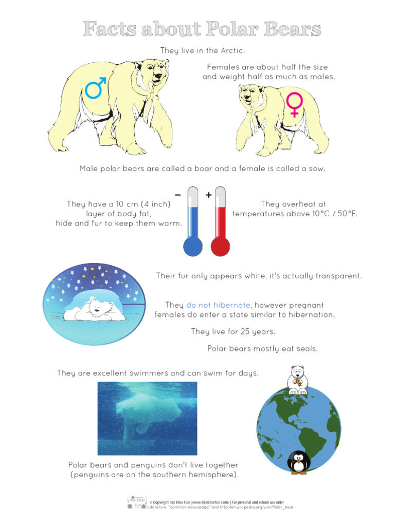 Polar Bear Facts For Kids Ilovepdf Compressed | PDF