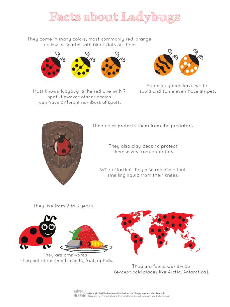 Ladybug Facts For Kids | PDF