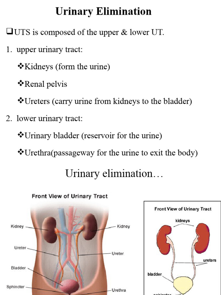 Urinary Elimination | PDF | Urinary Incontinence | Urinary System