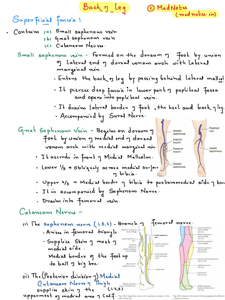Back of the Leg | PDF | Human Leg | Ankle