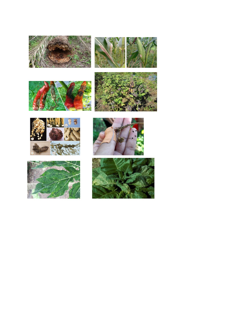 Gambar DPT | PDF