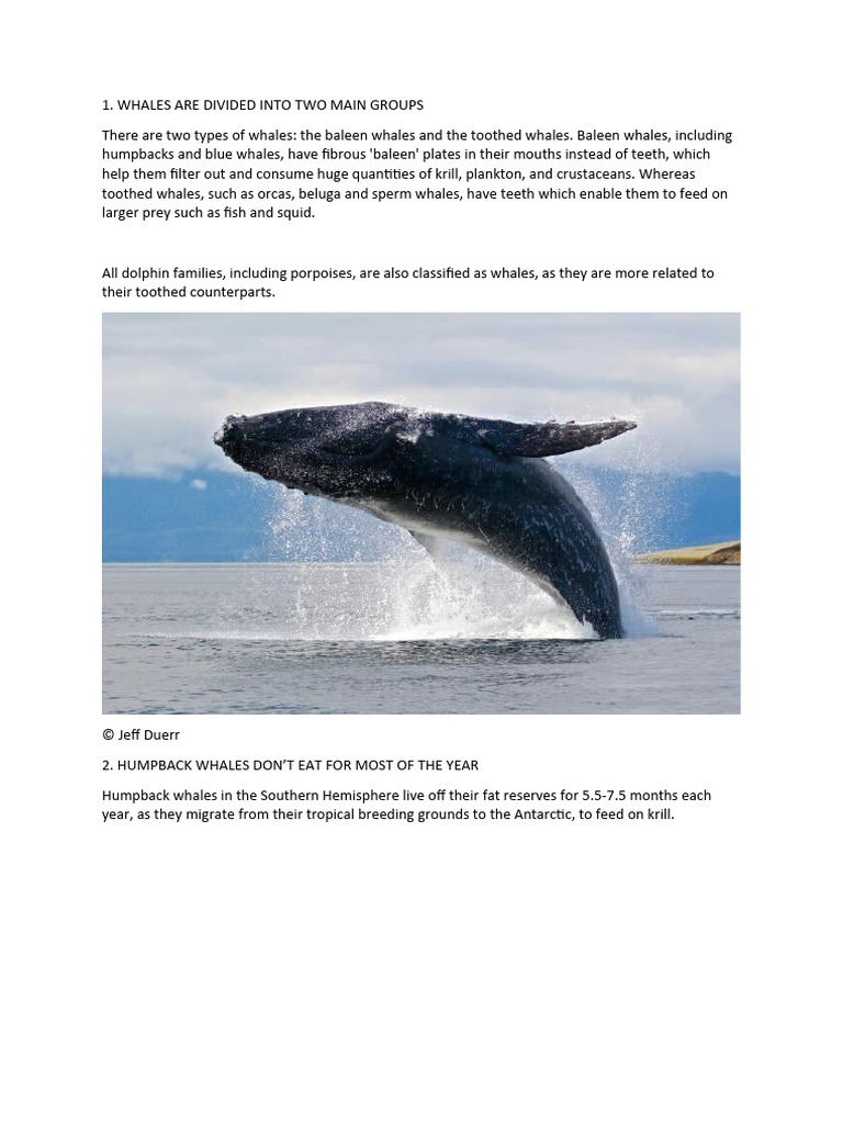 Whale | PDF | Whales | Marine Vertebrates