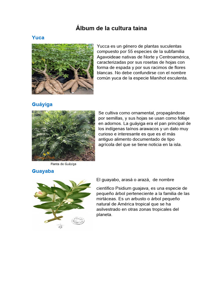 Álbum de La Cultura Taina | PDF | Canoa