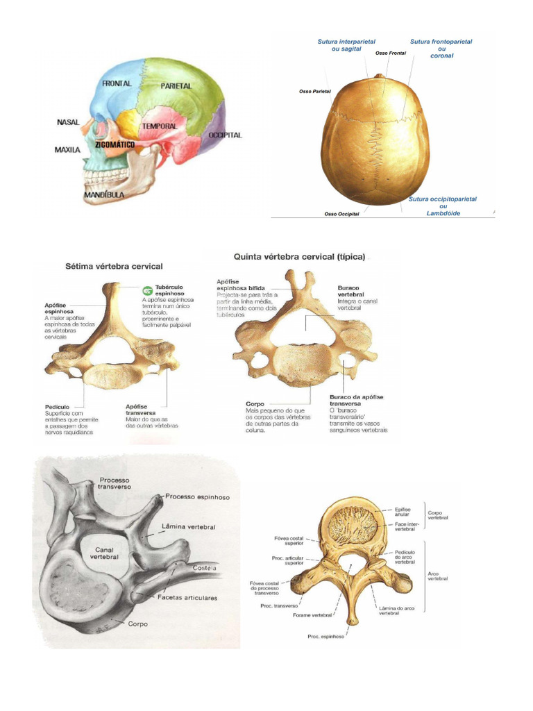 Anatomia Ftos Legendas | PDF