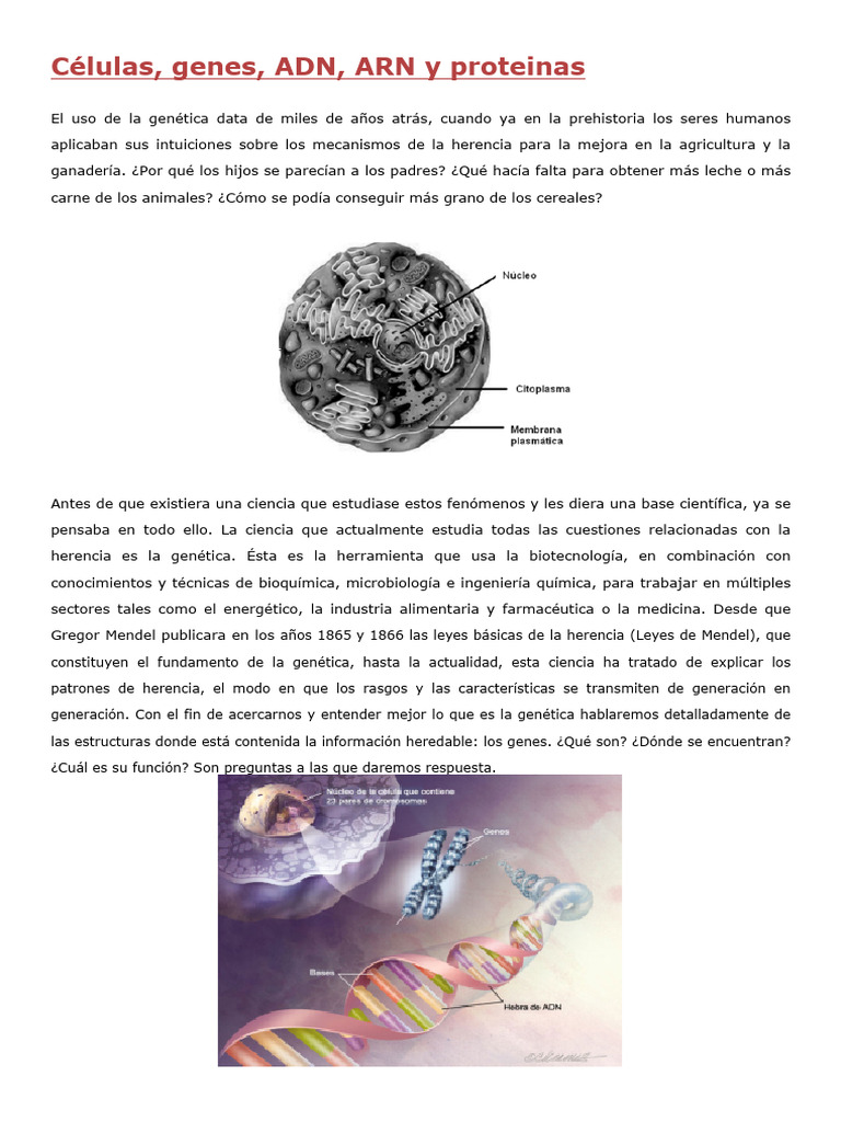 Células, Genes, ADN, ARN y Proteinas | PDF | Codigo genetico | Adn