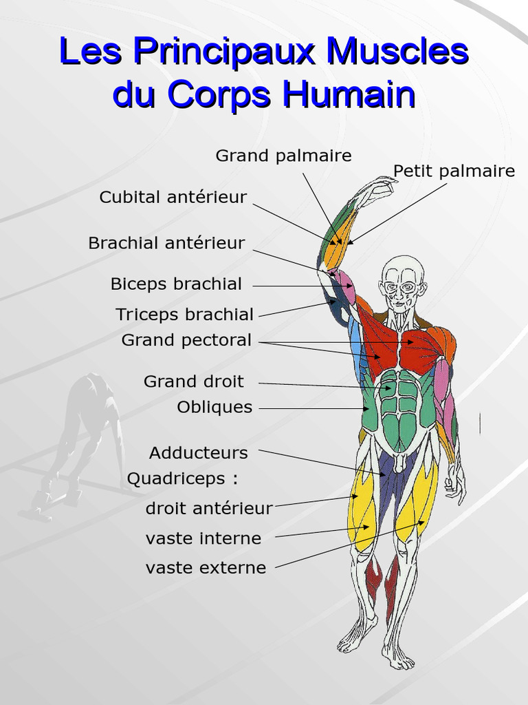 Principaux Muscles | PDF | Mode de vie