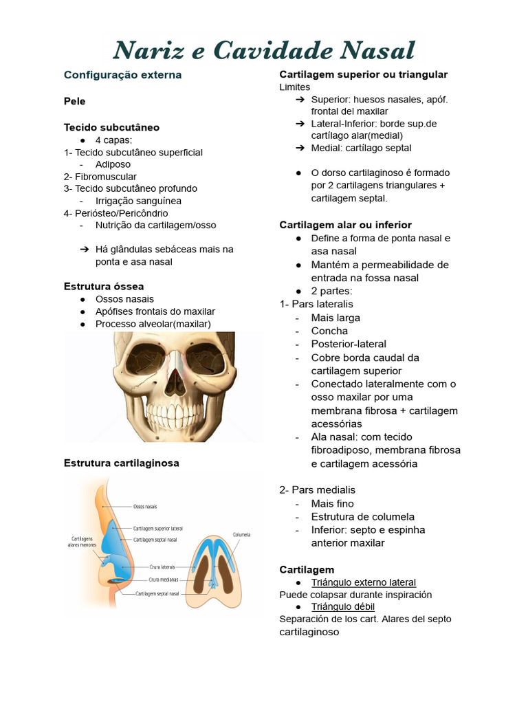 Nariz e Cavidade Nasal | PDF | Morfologia (Biologia) | Cabeça e pescoço ...