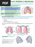 Reflejos Osteotendinosos (Rot) | PDF
