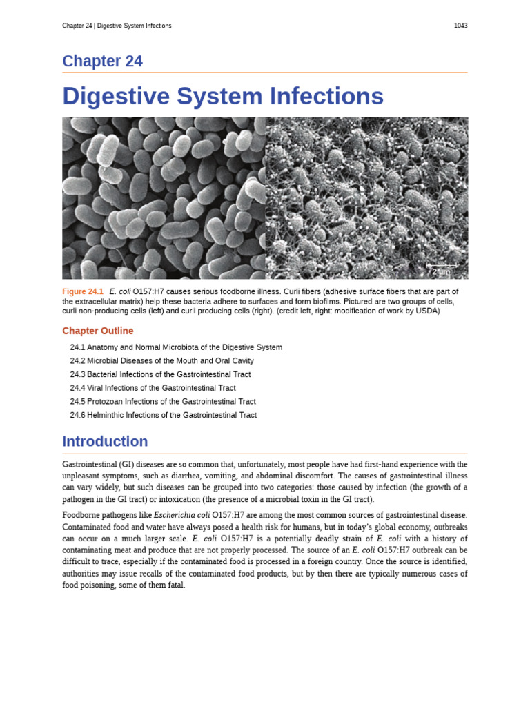 Chapter 15 Digestive System Infections | PDF | Small Intestine ...