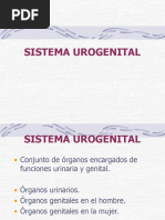 Sistema Urogenital | PDF | Riñón | Urología