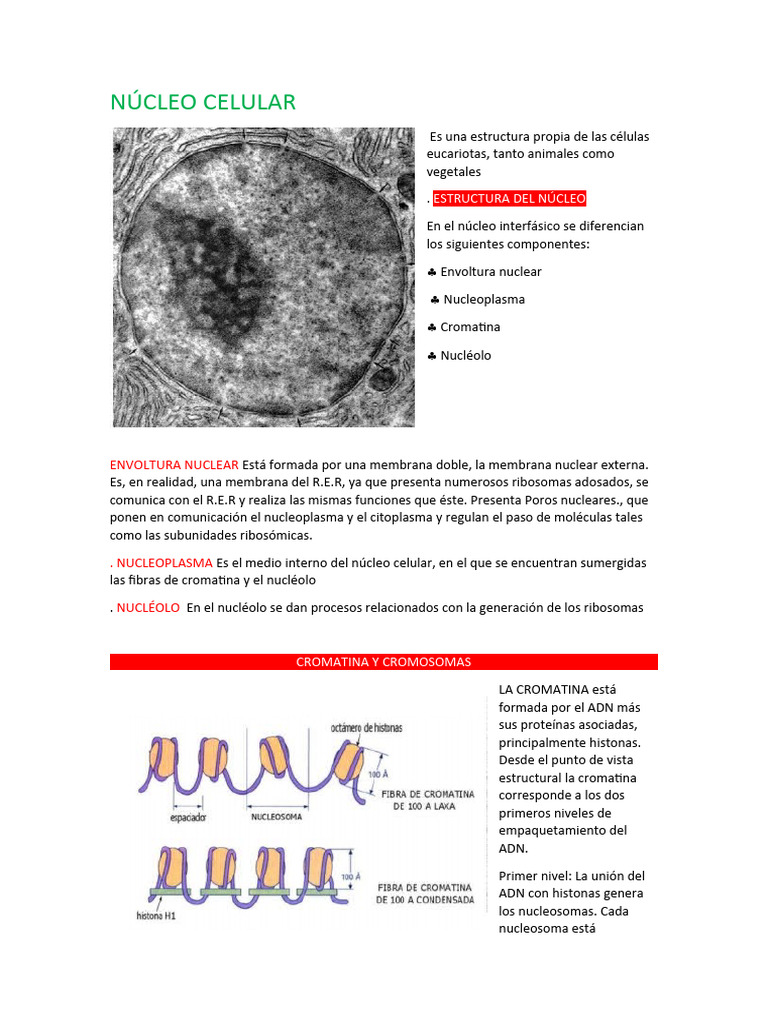 NUCLEO CELULAR | PDF | Nucleo celular | Cromosoma