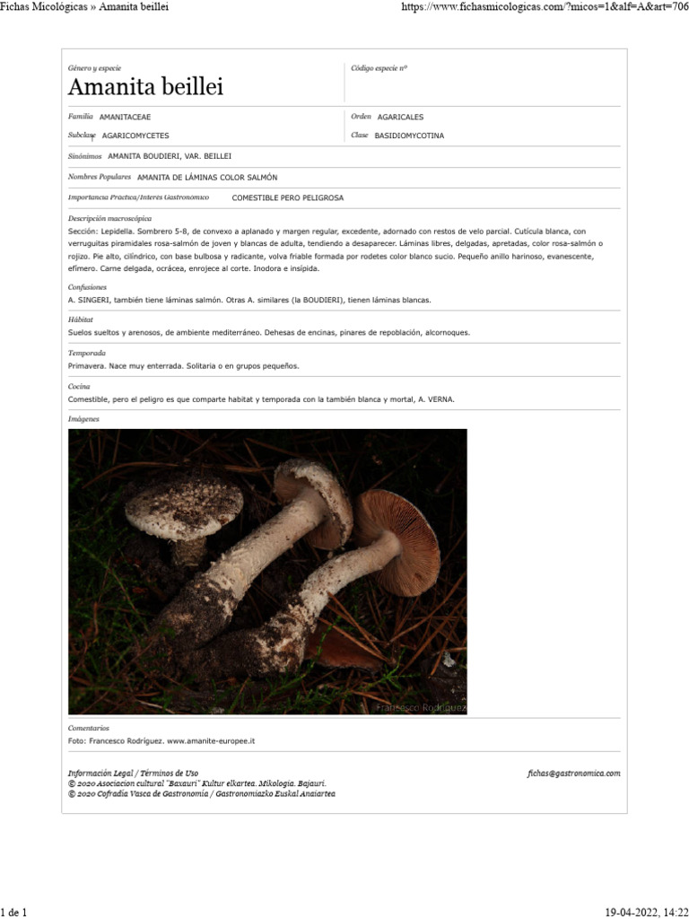 Amanita Beillei | PDF | Tipos de hongos | Hongo