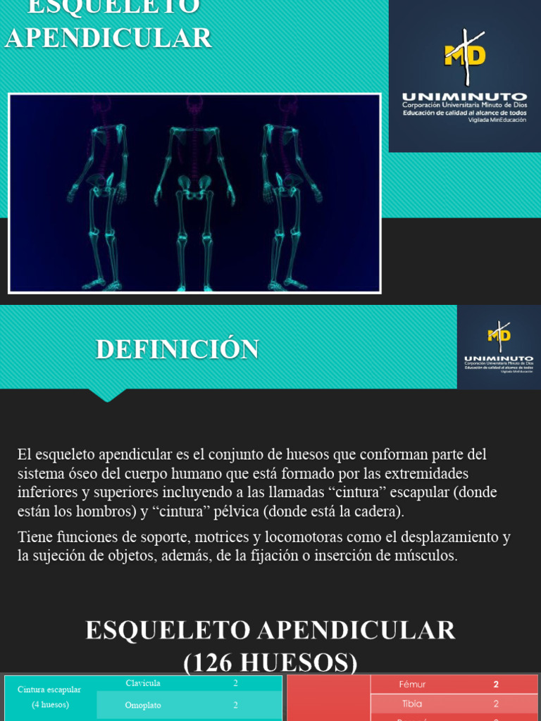Esqueleto Apendicular | PDF | Mano | Pelvis
