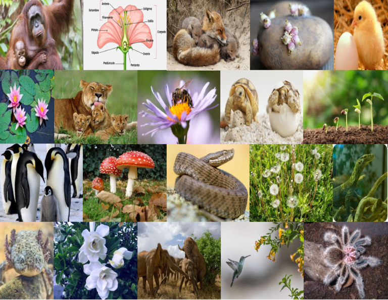 COLLAGE TIPOS DE REPRODUCCION EN LA FLORA Y FAUNA | PDF